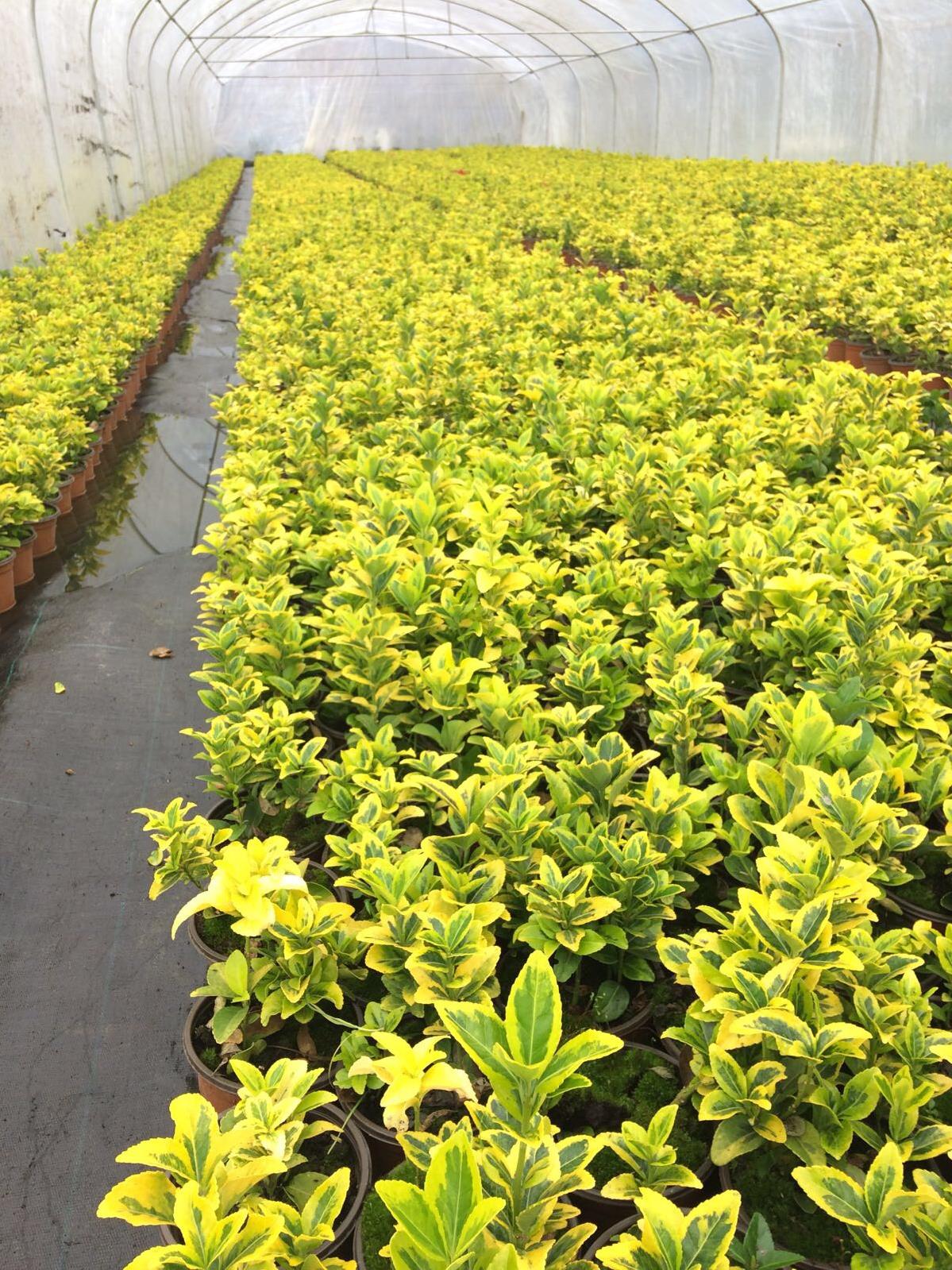 Altuni Taflan - Usta Peyzaj